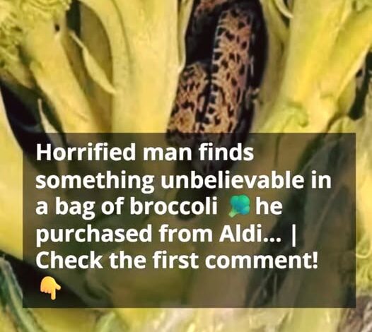 Shopper Shocked After Discovering Unexpected Creature Inside Bag of ...