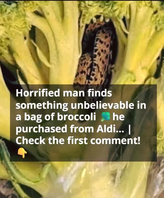 Shopper Shocked After Discovering Unexpected Creature Inside Bag of ...